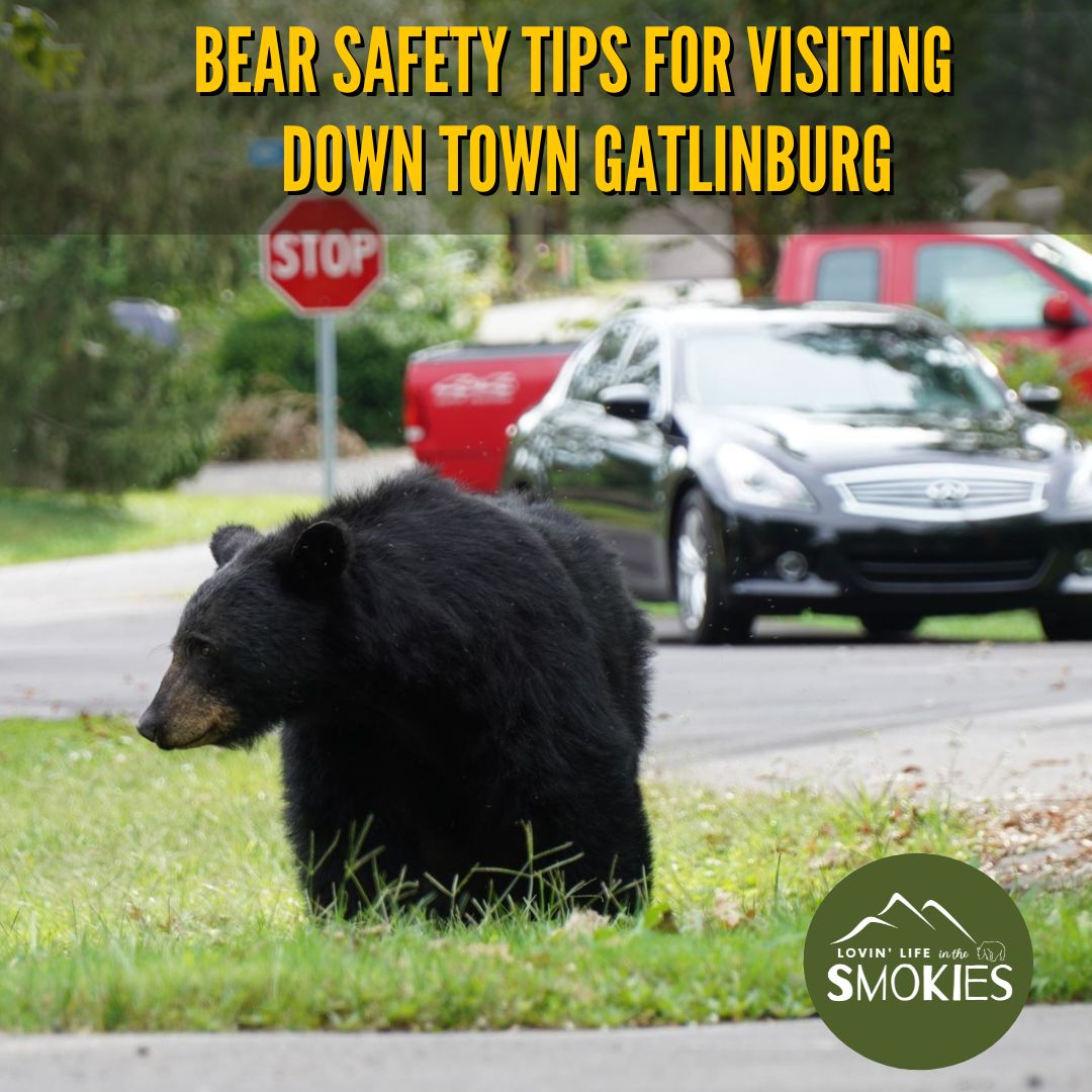 Bear Safety Tips For Visiting Downtown Gatlinburg - Lovin Life In The ...