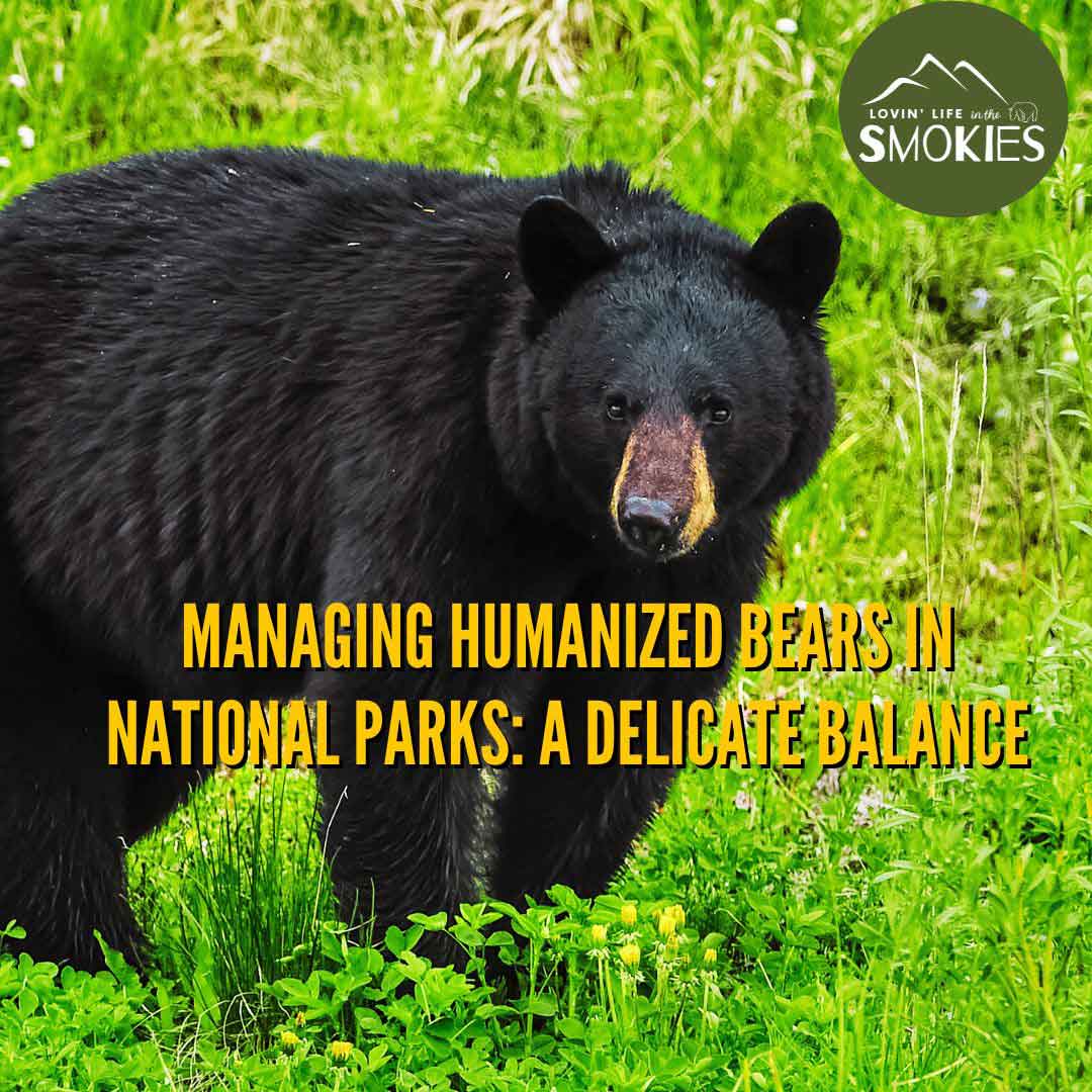 Managing Humanized Bears In National Parks: A Delicate Balance - Lovin ...